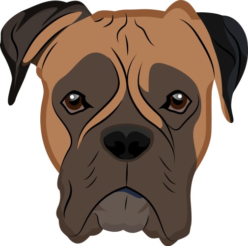 Boxer - peeking dogs breed face head isolated Vector Image