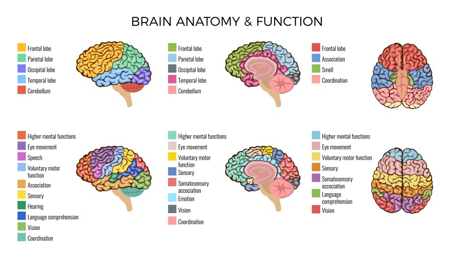 Human brain anatomy and functions Royalty Free Vector Image