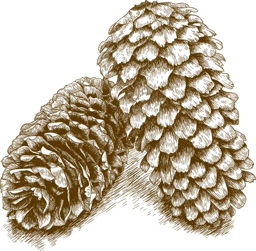 Pine Cone Vector Images (over 15,000)