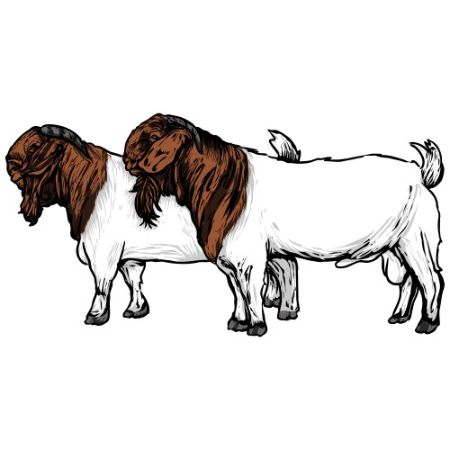 Boer Goat Vector Images (96)