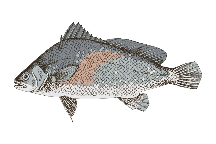 Predatory freshwater drum fresh water fish Vector Image
