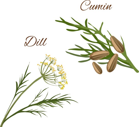 Parts of a dill plant Royalty Free Vector Image