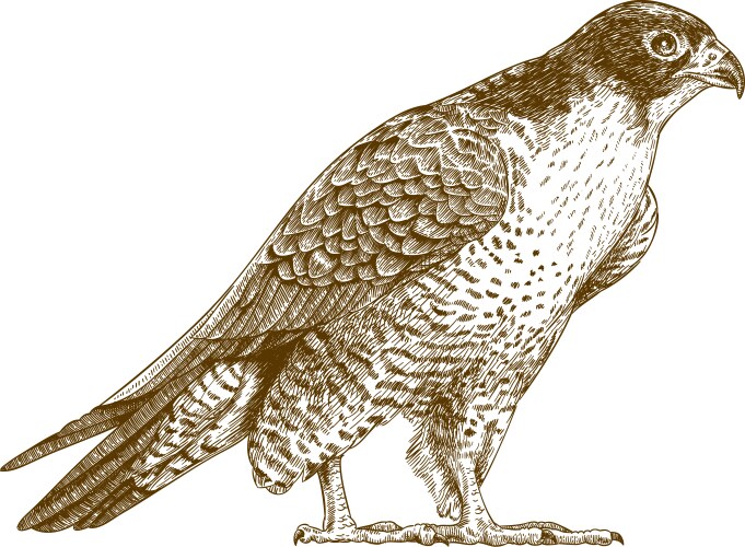 Falcon Vector Images (over 32,000)