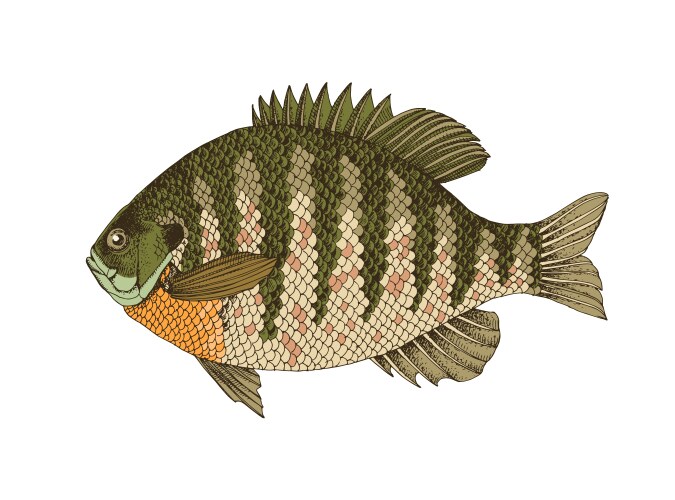 Bluegill Vector Images (over 120)