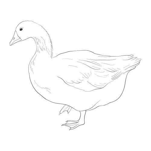 Cartoon goose on white background Royalty Free Vector Image