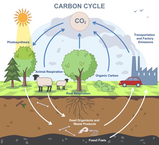 Carbon Cycle Diagram - Science Education – Royalty-Free Vector ...