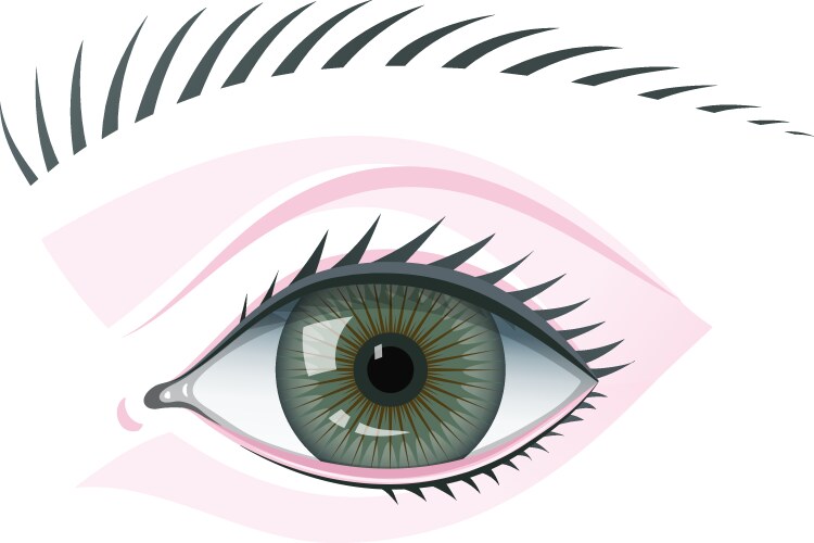 Eyebrow Vector Images Over 27 000