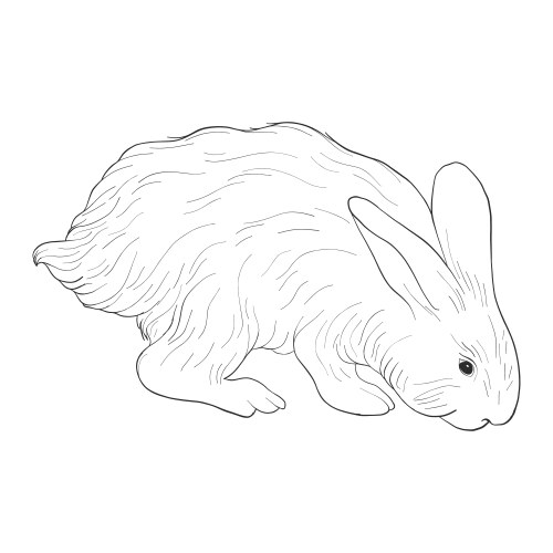 Rabbit Sketch Vector Images (over 14,000)