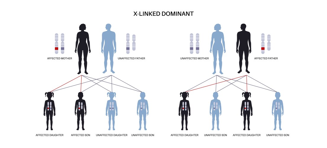 Dominant inheritance pattern Royalty Free Vector Image Dominant inheritance pattern Royalty Free Vector Image