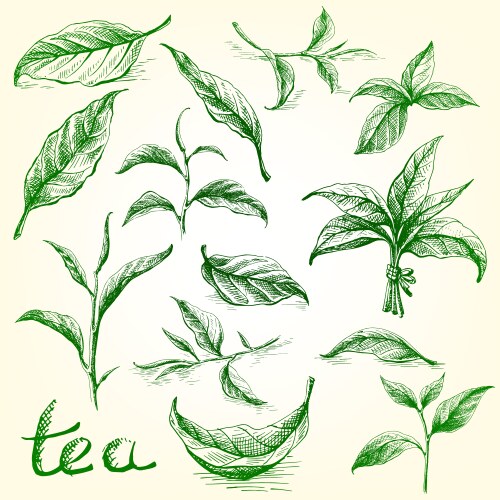 Tea Vector Images (over 280,000)