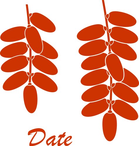 Single date fruit showing seed Royalty Free Vector Image