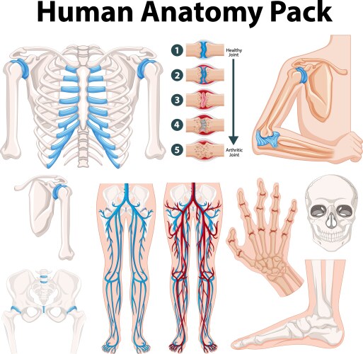 Human Anatomy Vector Images (over 160,000)