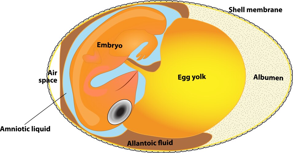 Diagram showing stem and root structure Royalty Free Vector