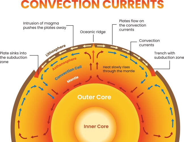 A leaf cross section diagram Royalty Free Vector Image
