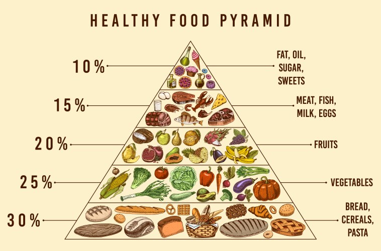 Healthy food pyramid infographic pictures Vector Image