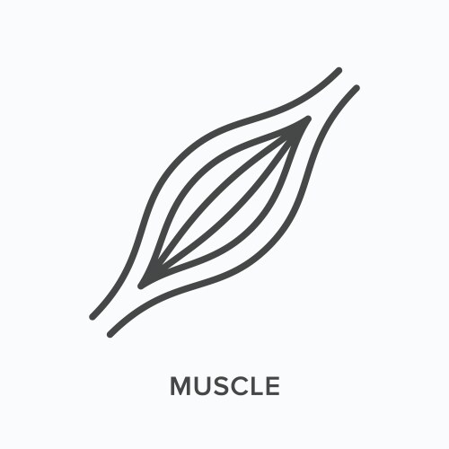 Muscle line icon Royalty Free Vector Image - VectorStock