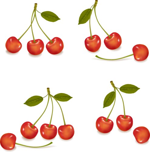 Red cherry Royalty Free Vector Image - VectorStock