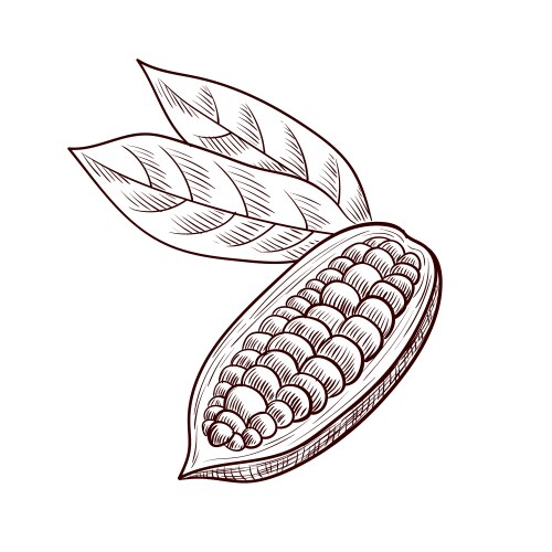 Cocoa Drawing Vector Images (over 6,300)