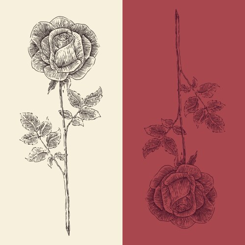 Rose Engraving Vector Images (over 7,700)