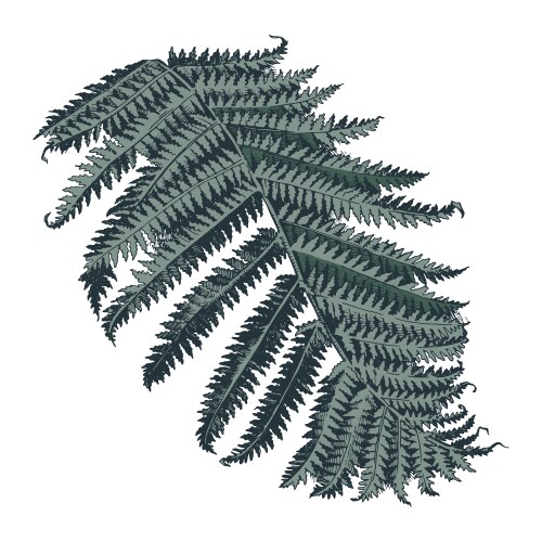 Prehistoric graphic seashell and fern branches Vector Image