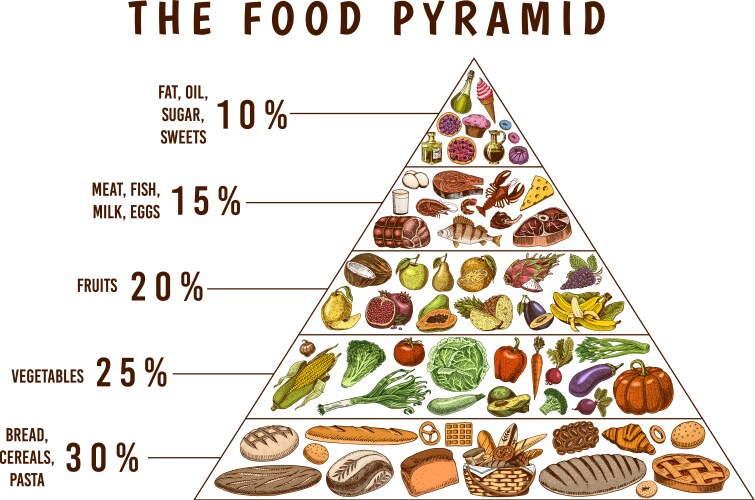 Healthy food pyramid infographic pictures Vector Image