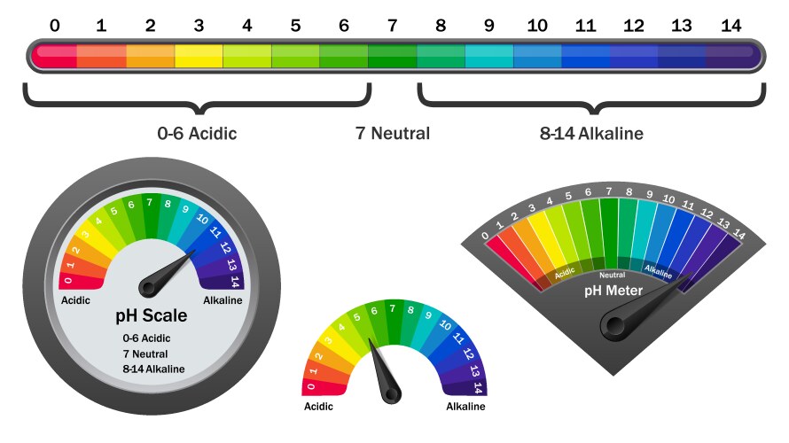 Ph scale universal indicator color chart Vector Image