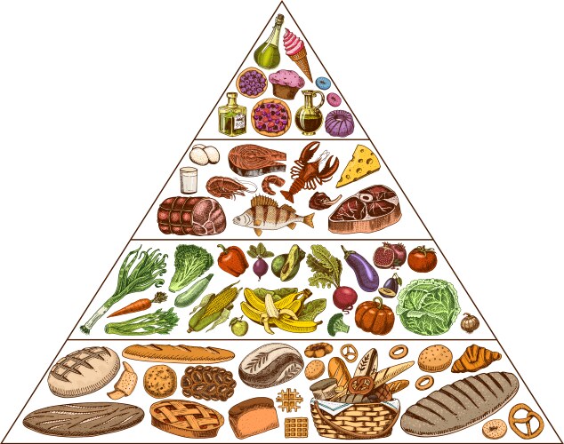 Food pyramid Royalty Free Vector Image - VectorStock