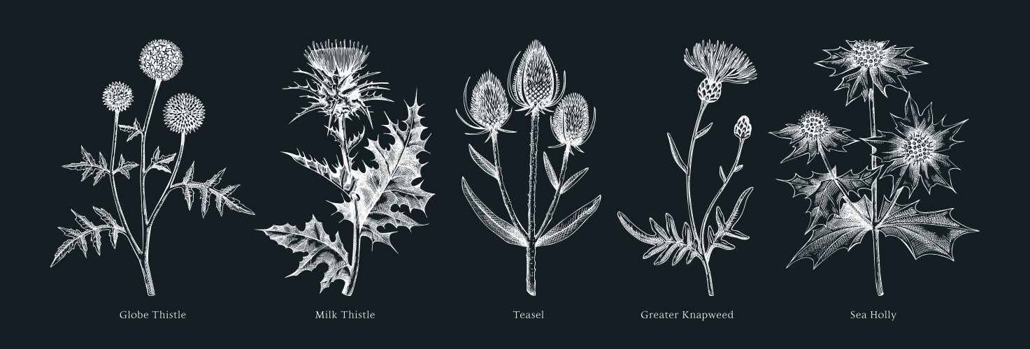 Thistle Vector Images (over 2,200)