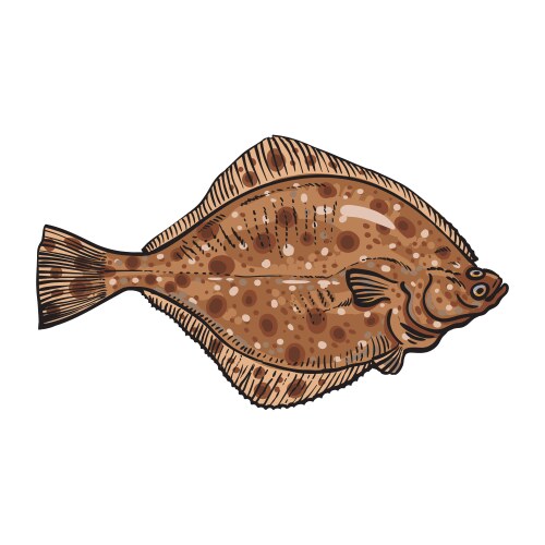 Flounder fish hand drawn black and white Vector Image