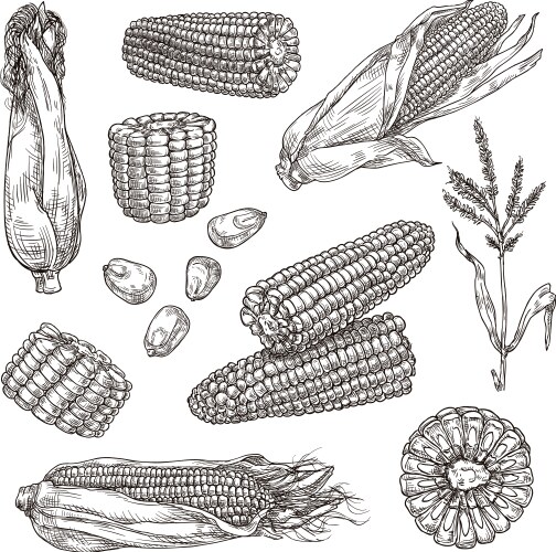 Corn Maize Drawing Vector Images (over 1,000)