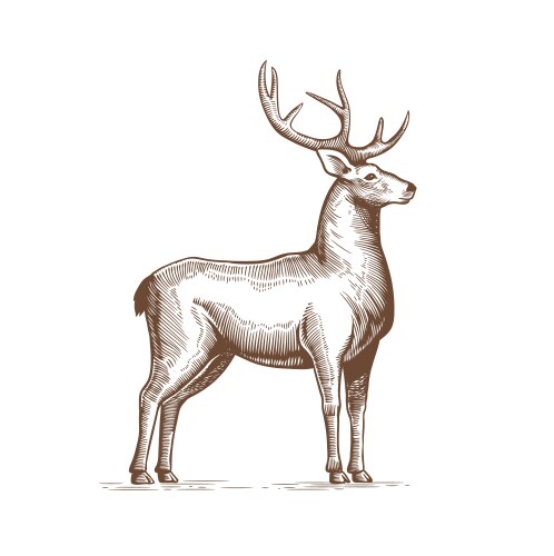 Deer Line Drawing Vector Images (over 21,000)