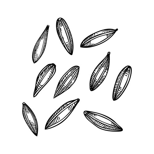 Curry leaves sketch kitchen spice drawing indian Vector Image