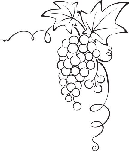 Design element - grapevine Royalty Free Vector Image