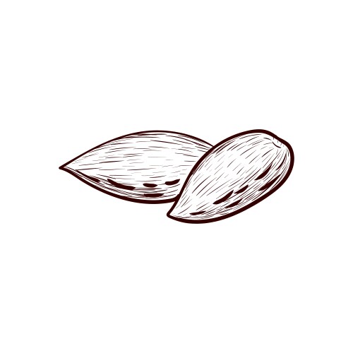 Drawing almond Royalty Free Vector Image - VectorStock
