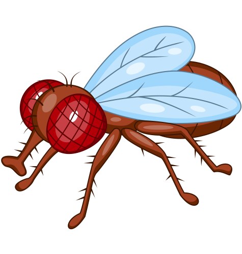 Fly on white background Royalty Free Vector Image