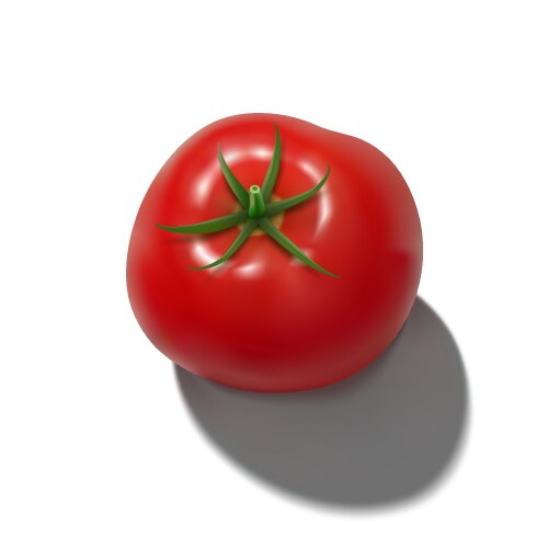 Tomato Royalty Free Vector Image - VectorStock
