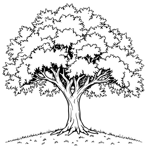 Sequoia tree coloring page design Royalty Free Vector Image