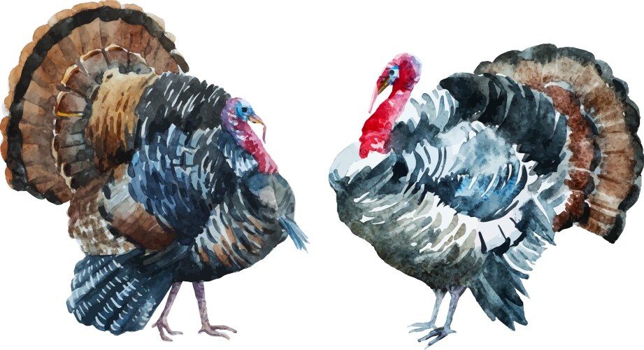 Turkey Vector Images (over 83,000)