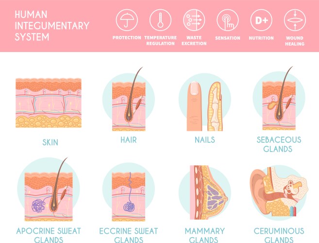 Human Skin System Anatomy Poster Royalty Free Vector Image