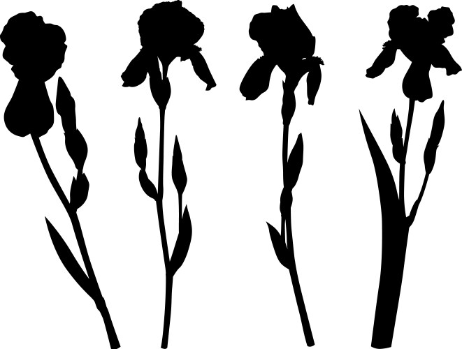 Iris Vector Images (over 25,000)
