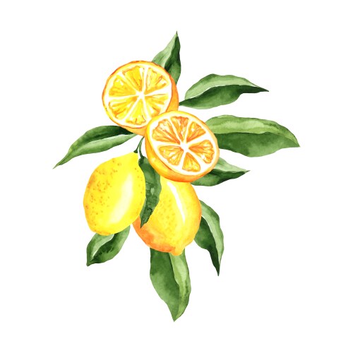 Watercolor lemon tree branch Royalty Free Vector Image