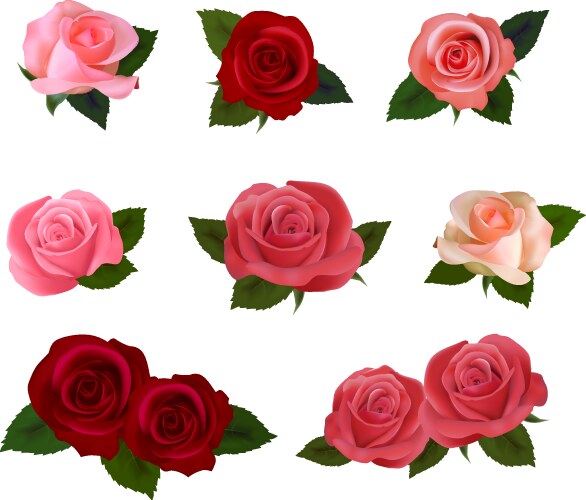 Roses Vector Images (over 330,000)