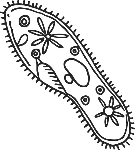 Cell Diagram Labeled Black And White