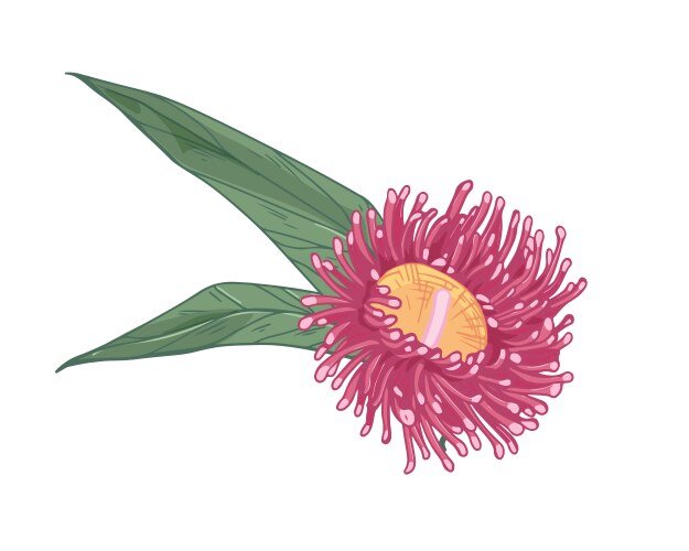 Australian Leaves Vector Images (over 720)