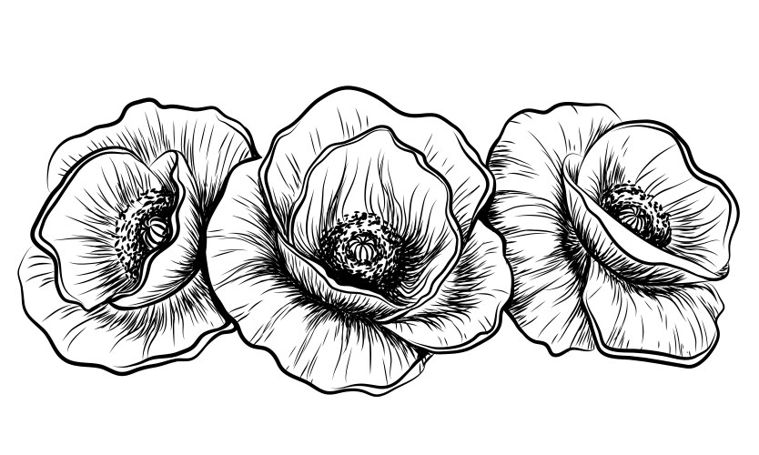 Poppy Flower Outline Vector Images (over 4,600)