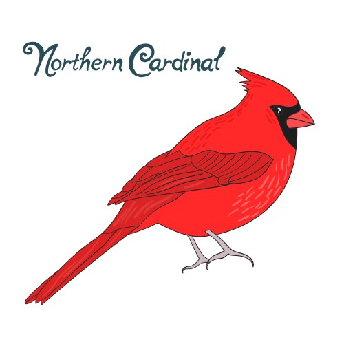 Cardinal Vector Images (over 5,000)