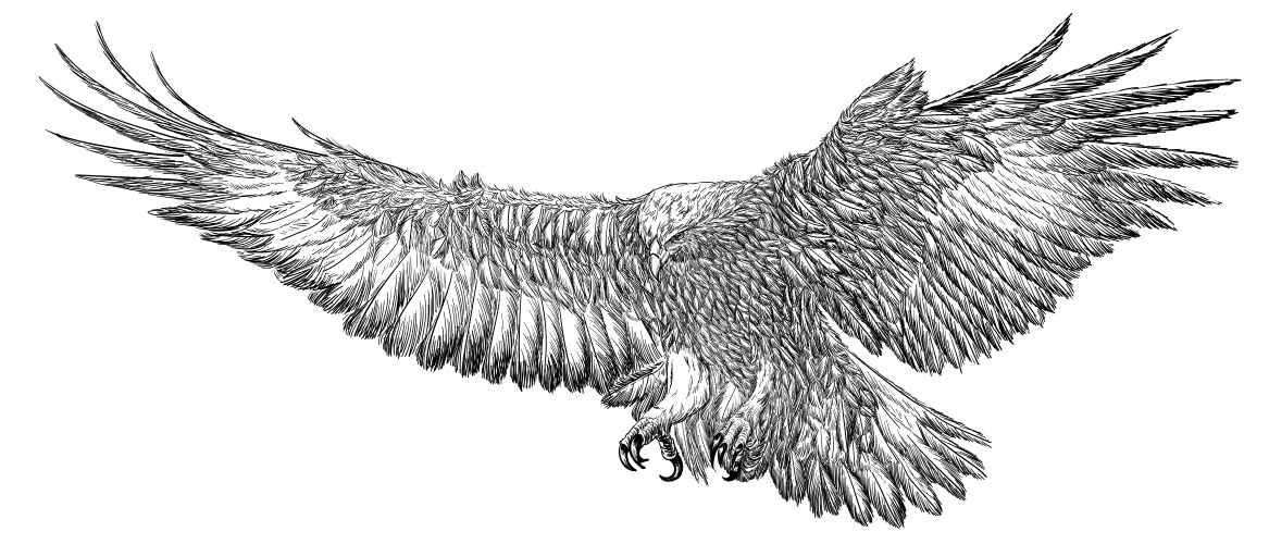Soaring bald eagle drawing sketch a bird Vector Image
