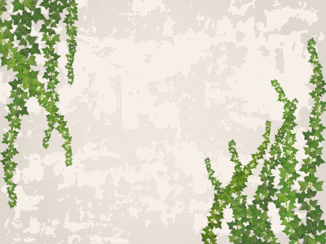 Ivy Vector Images (over 4,500)
