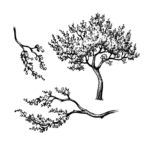 Cherry Tree Drawing Vector Images (over 4,000)