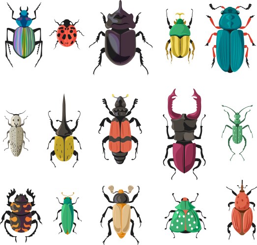 Beetles Royalty Free Vector Image - VectorStock